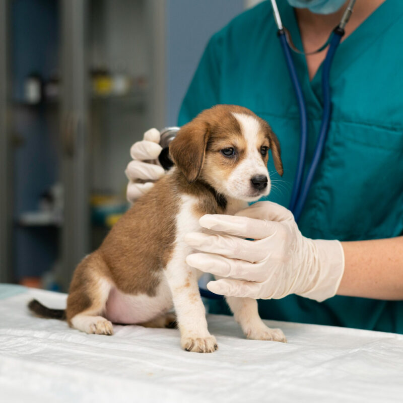 Maryborough Vet – Caring for all Animals